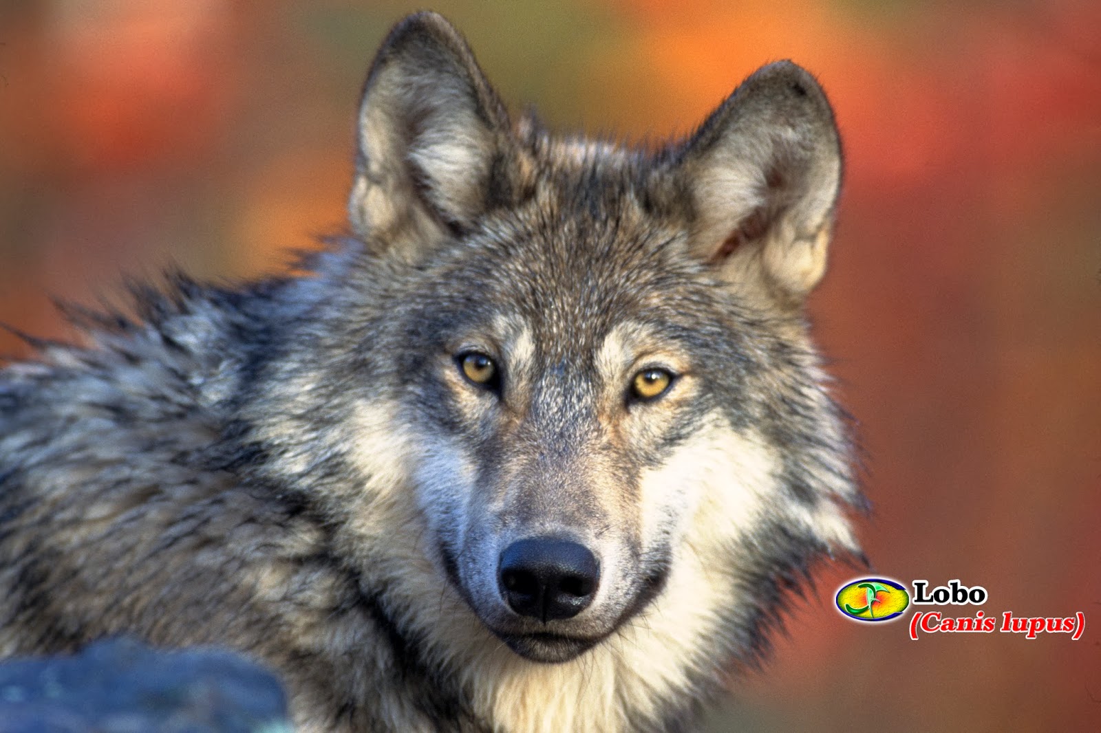 Zoologia: Lobo (Canis lupus)